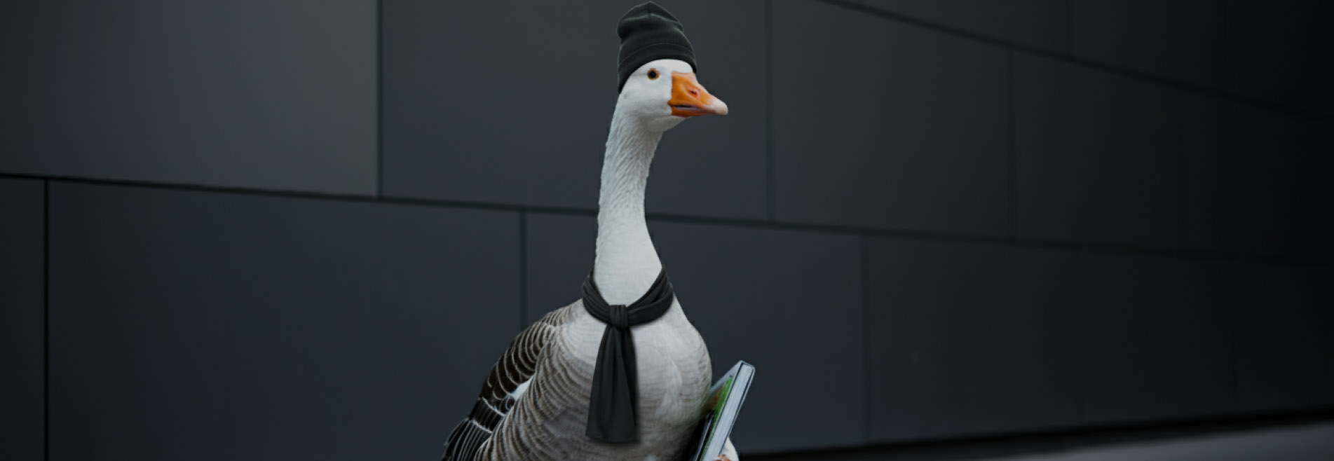 Portfolio - The Goose Gallery